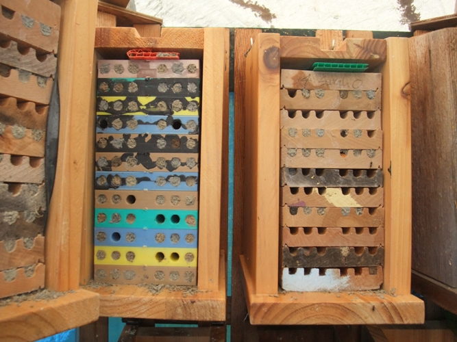 Beediverse Highrise homes with Quicklock Corn interlocking nesting ...