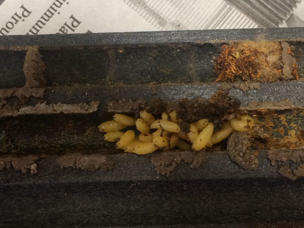 FOUND THESE.... GRUBS? - Beediverse Mason Bees