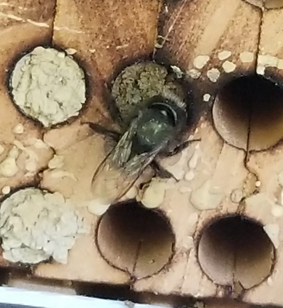 Summer is here-what to do to keep your mason bees safe. - Beediverse ...
